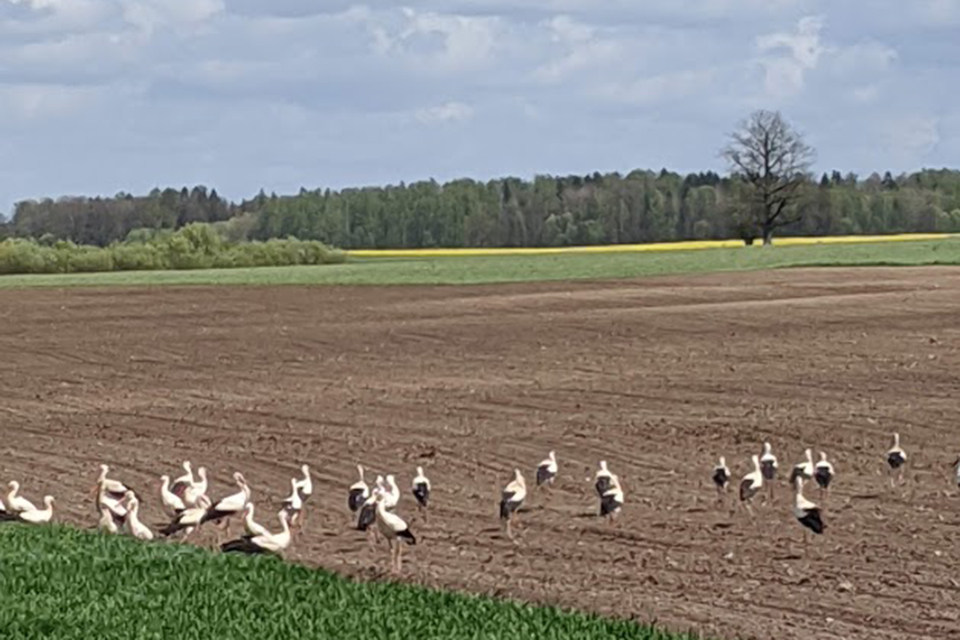 Atvira Klaipėda | Klaipėdos žemė ir toliau bus ariama