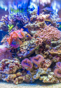 Atvira Klaipėda | Koralai: gyvūnas ar augalas?